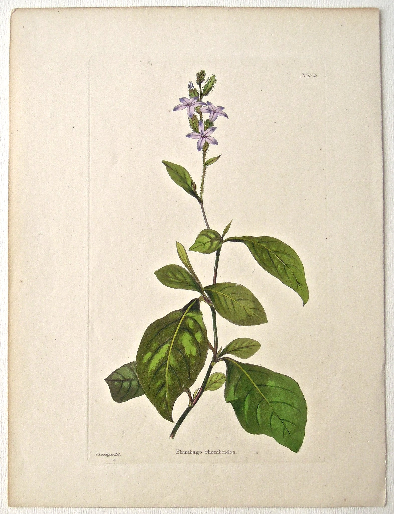 Botanicals – Victoria Cooper Antique Prints