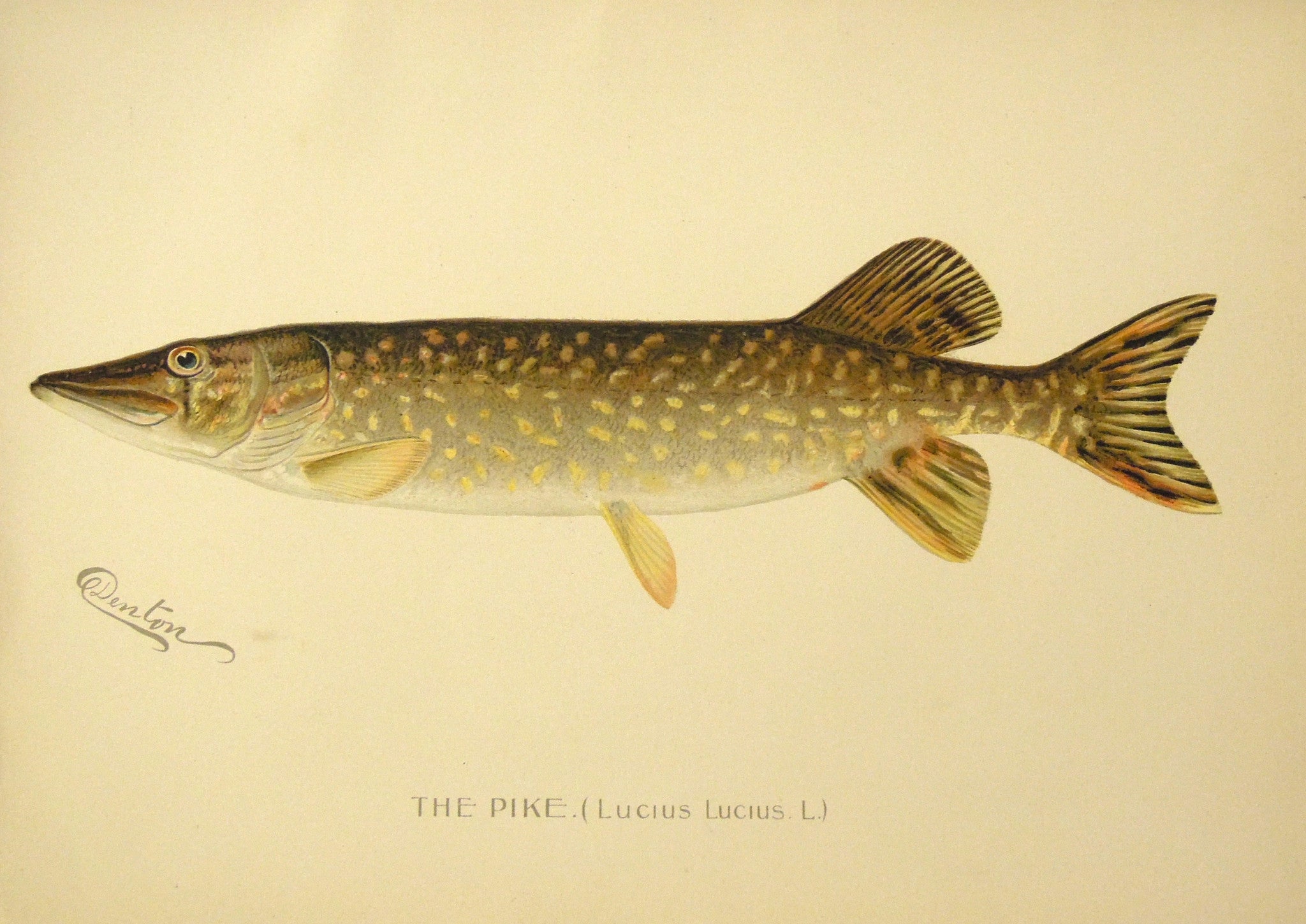 Fish – Victoria Cooper Antique Prints