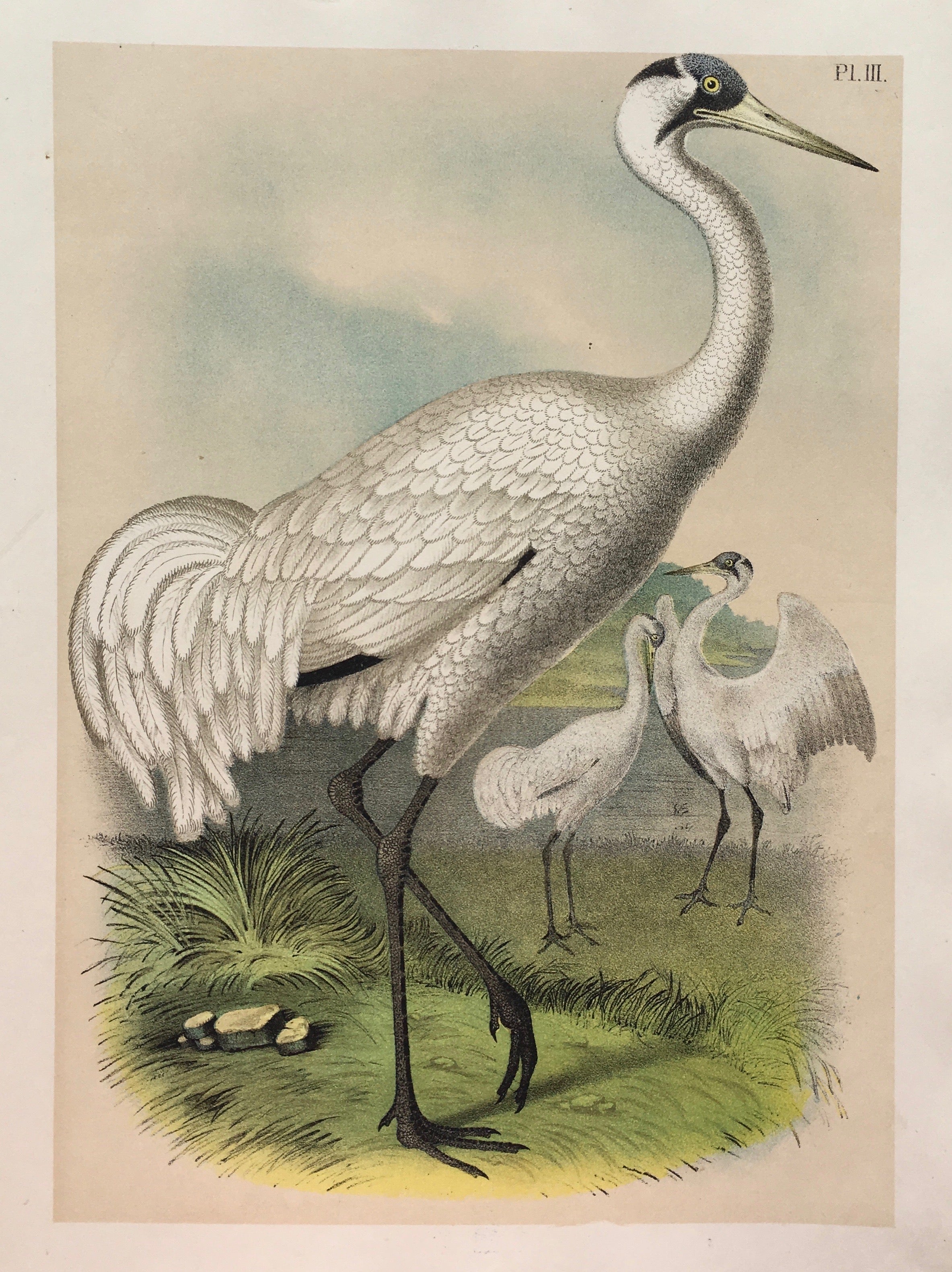Birds – Victoria Cooper Antique Prints