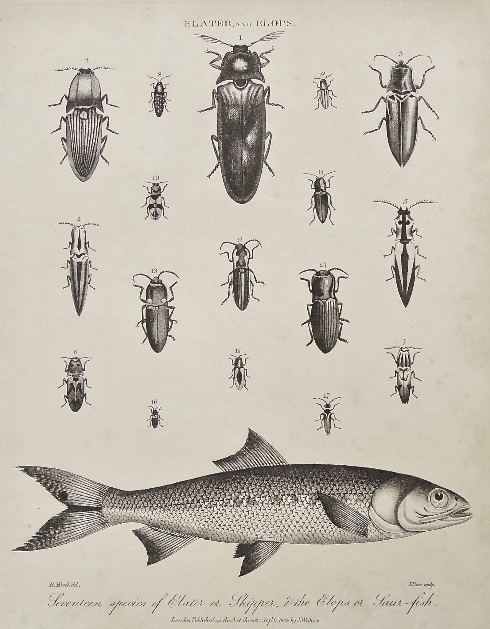 Entomology – Victoria Cooper Antique Prints