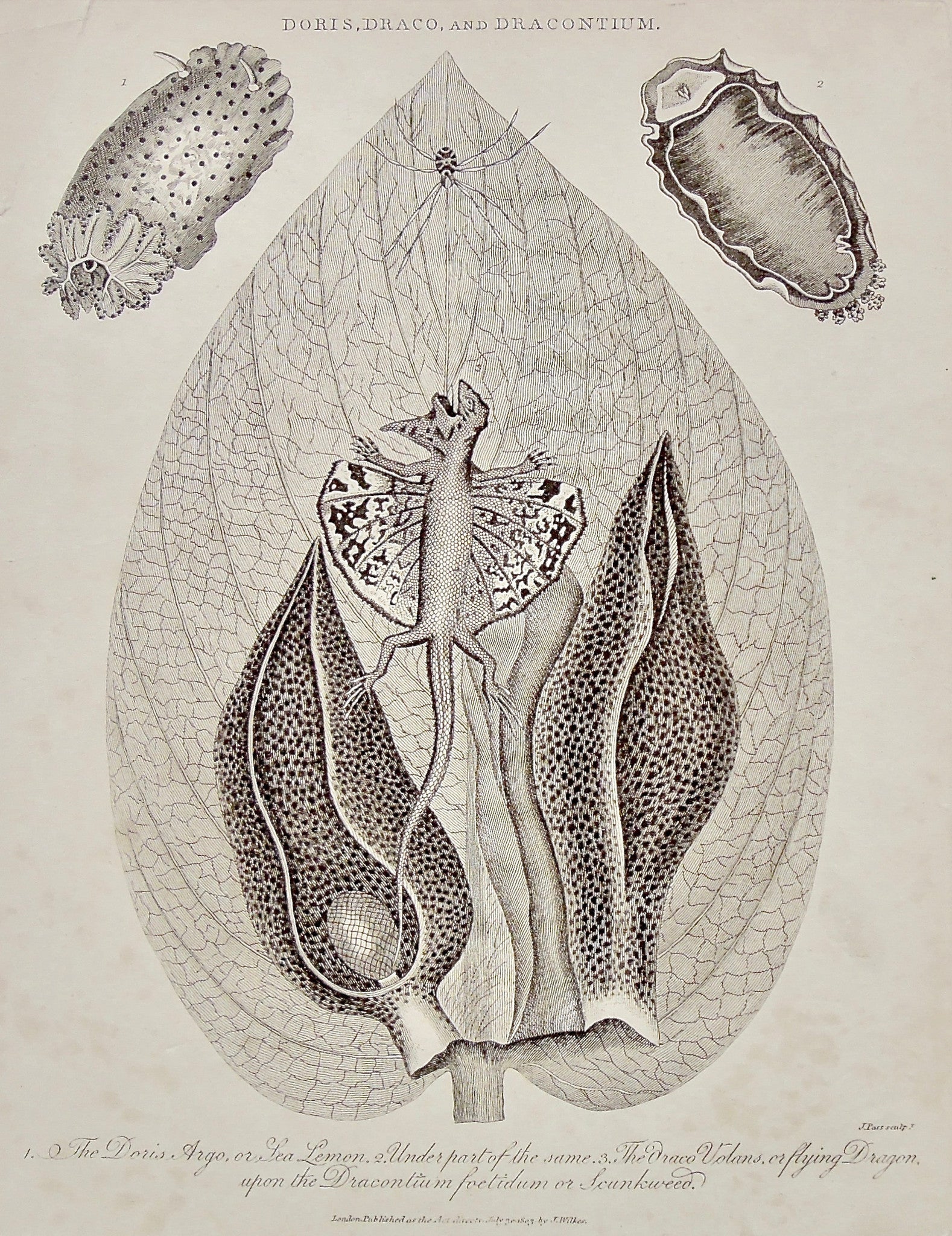 Reptiles – Victoria Cooper Antique Prints
