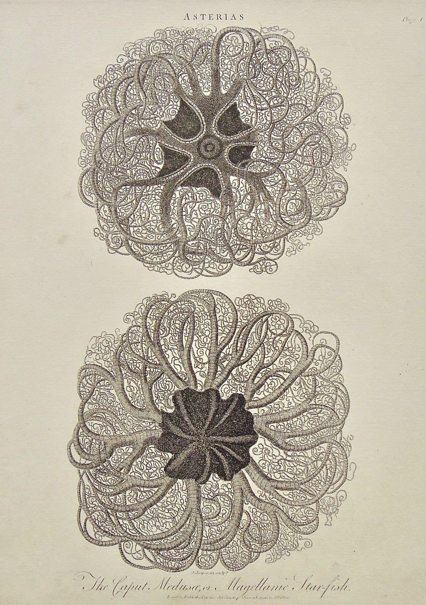Oceanography – Victoria Cooper Antique Prints