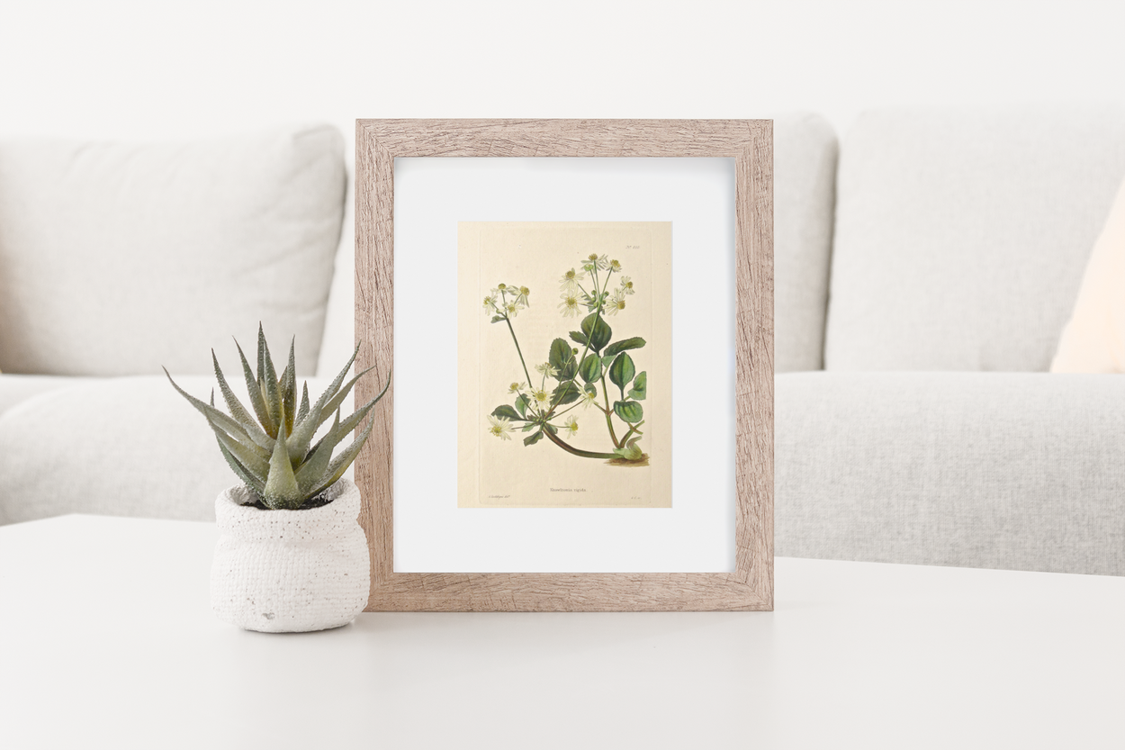 Victoria Cooper Antique Prints, Maps and Books
