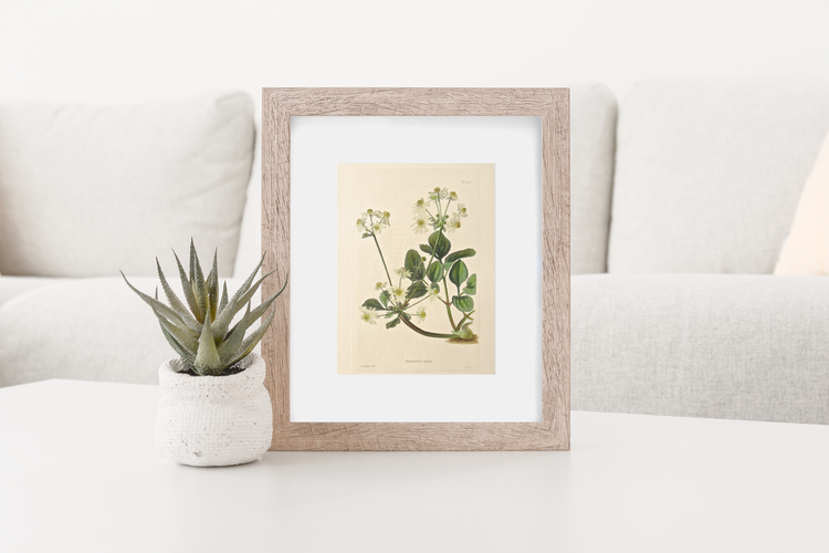 Victoria Cooper Antique Prints, Maps and Books