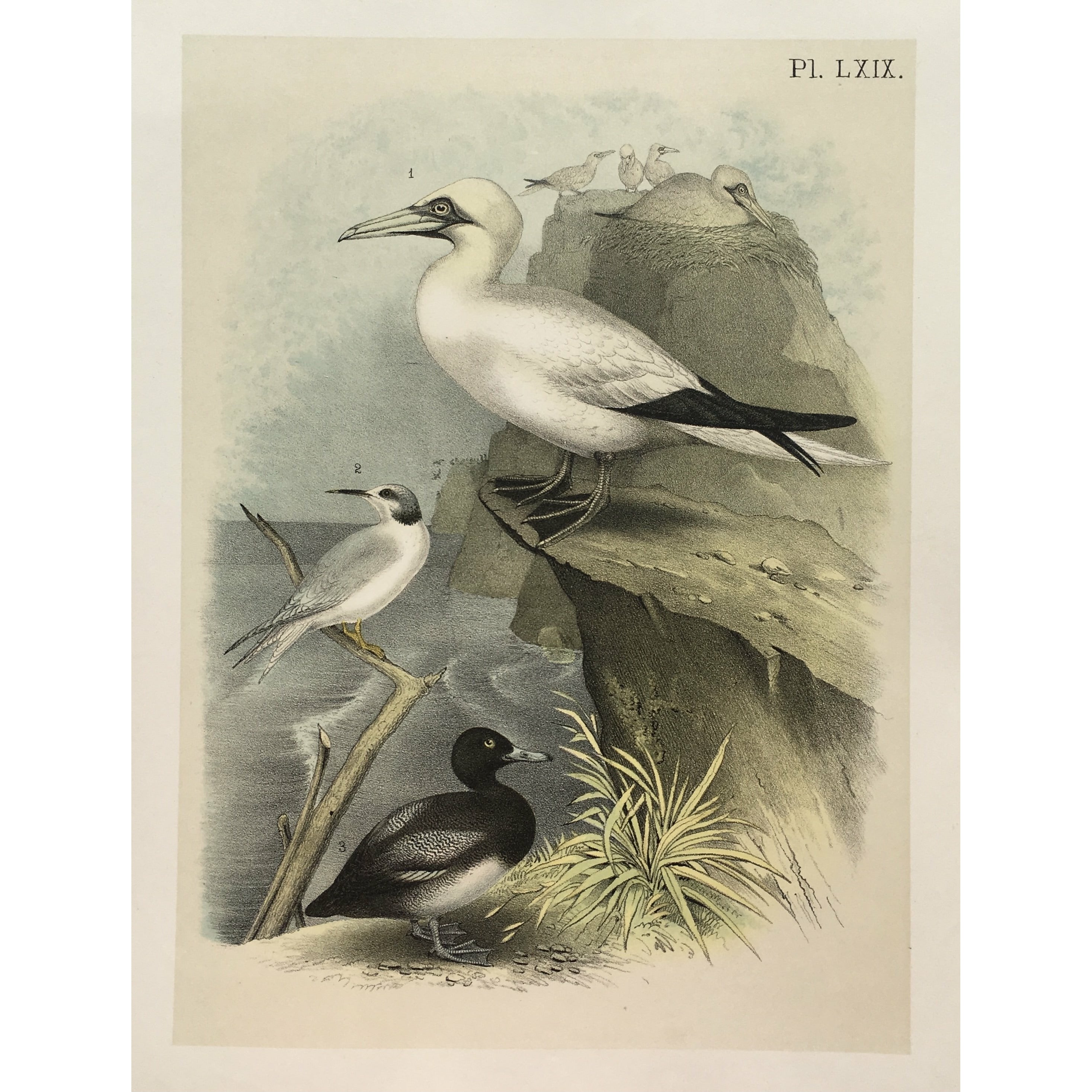 Victoria Cooper Antique Prints, Maps and Books