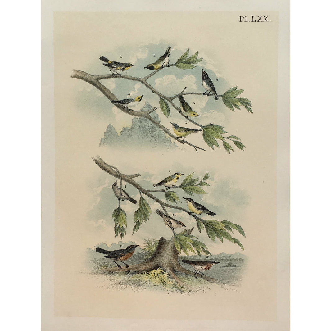 Victoria Cooper Antique Prints, Maps and Books
