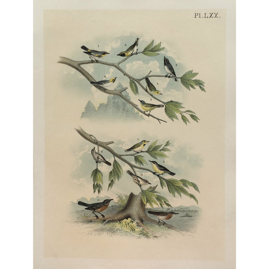 Victoria Cooper Antique Prints, Maps and Books