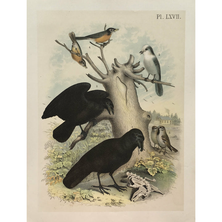 Victoria Cooper Antique Prints, Maps and Books