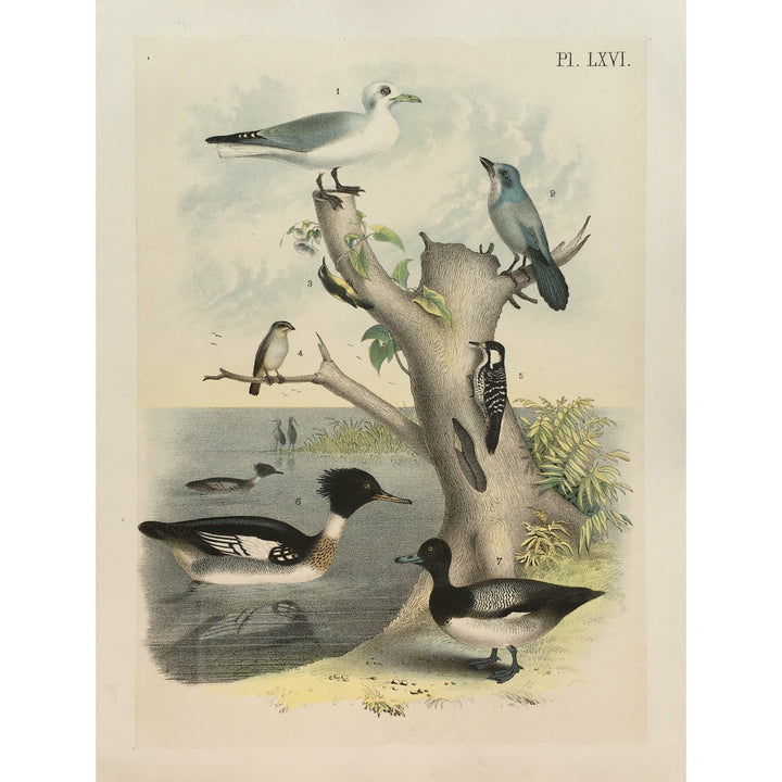 Victoria Cooper Antique Prints, Maps and Books