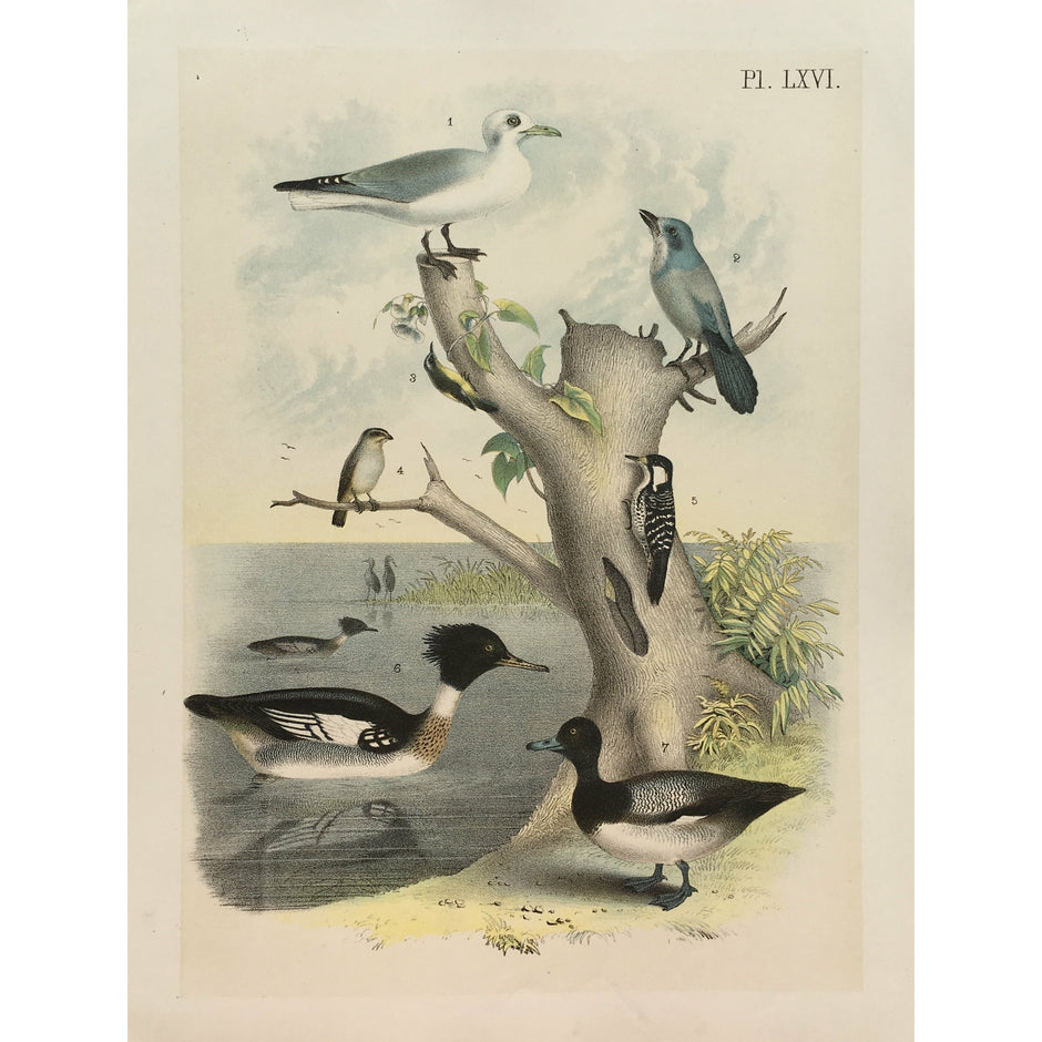 Victoria Cooper Antique Prints, Maps and Books