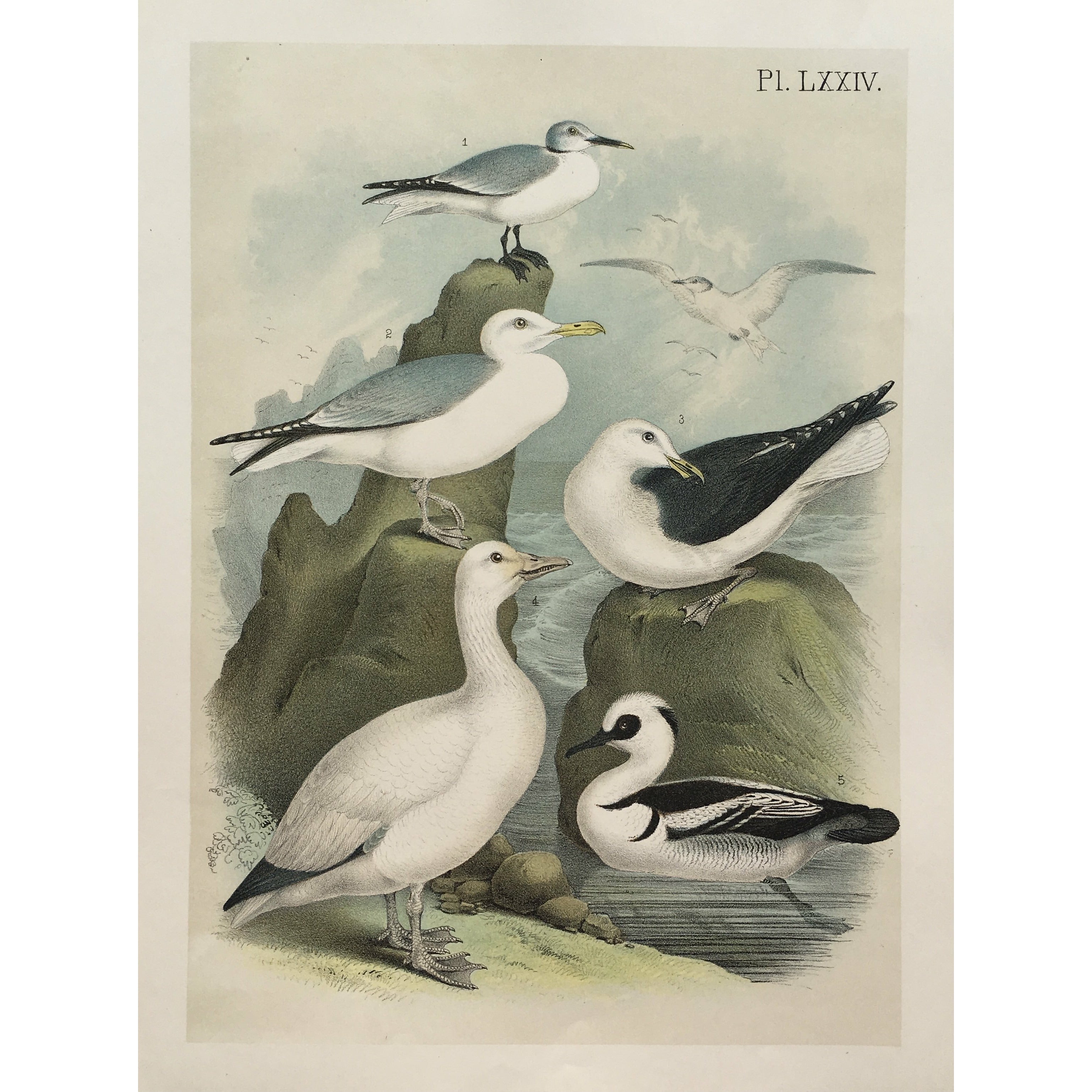 Victoria Cooper Antique Prints, Maps and Books