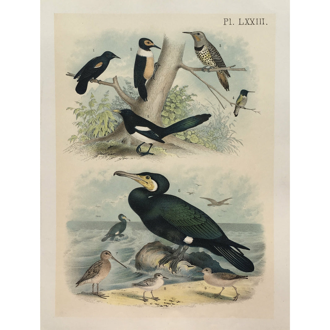 Victoria Cooper Antique Prints, Maps and Books