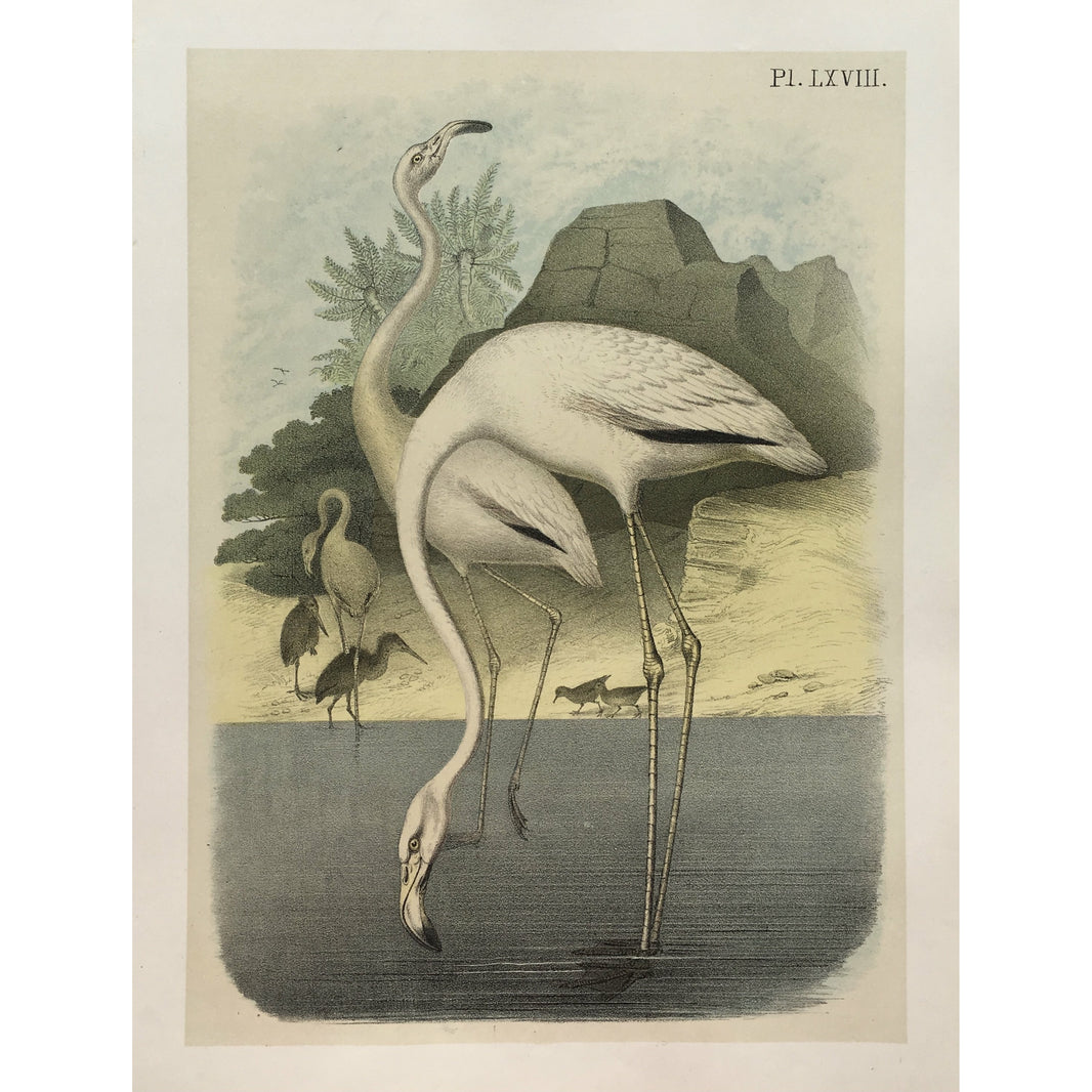 Victoria Cooper Antique Prints, Maps and Books